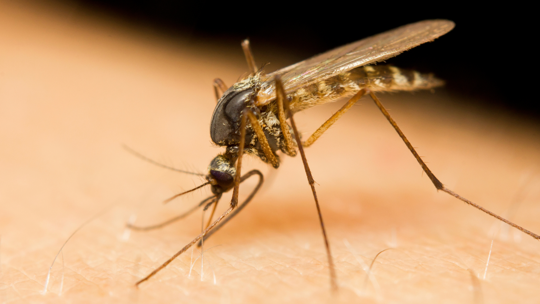 NOMAD 2.0: The Authentic Electronic Mosquito Repellent – LIFTS.LIFE